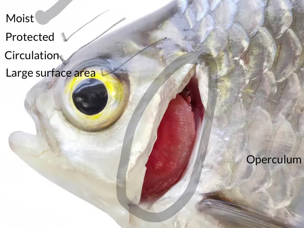 SOLVED:Why are internal nostrils in the lobe-finned fishes an important ...
