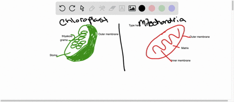 SOLVED:Compare the structure of chloroplasts (described in Chapter 7 ...