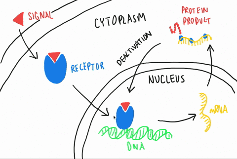 SOLVED:Identify at least one soluble pattern recognition receptor (PRR ...