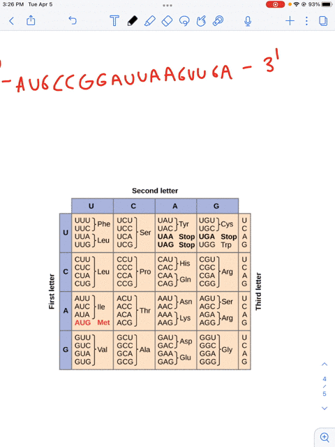 SOLVED:Predict the amino acid sequence produced during translation of ...