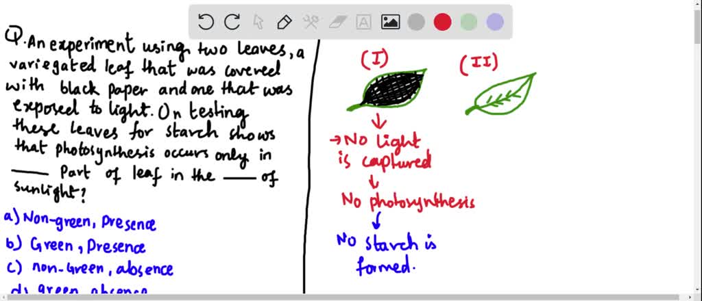 Variegated leaves contain parts that are green and have plenty of ...