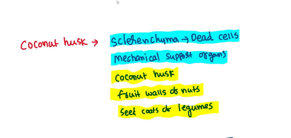 SOLVED:The type of tissue present in coconut husk is (a) Sclerenchyma ...