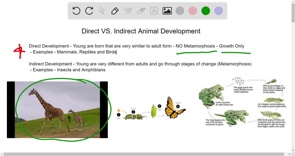 SOLVED:Distinguish between direct and indirect development and give ...