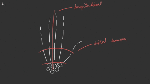 SOLVED:Visit this site (http://openstaxcollege.org/1/handbone) to explore the bones and joints ...
