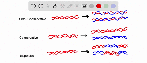 Compare conservative, semiconservative, and dispersive modes of DNA ...