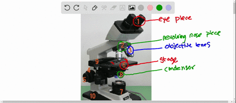 SOLVED:Label the parts of the compound microscope (a) through (g) and ...