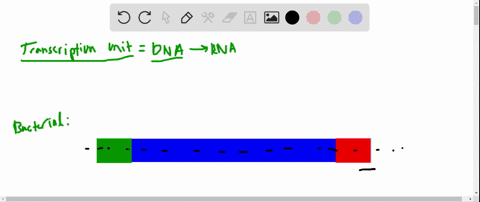 SOLVED:What parts of DNA make up a transcription unit? Draw a typical ...
