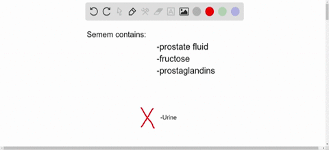 SOLVED:Semen does not contain a. prostate fluid. b. urine. c. fructose ...