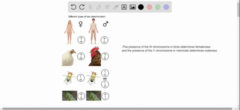 SOLVED:Why is sexual reproduction useful if only half the animals can ...