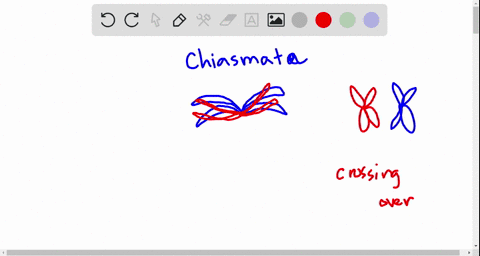 SOLVED:A chiasma links a pair of (a) homologous chromosomes at prophase ...