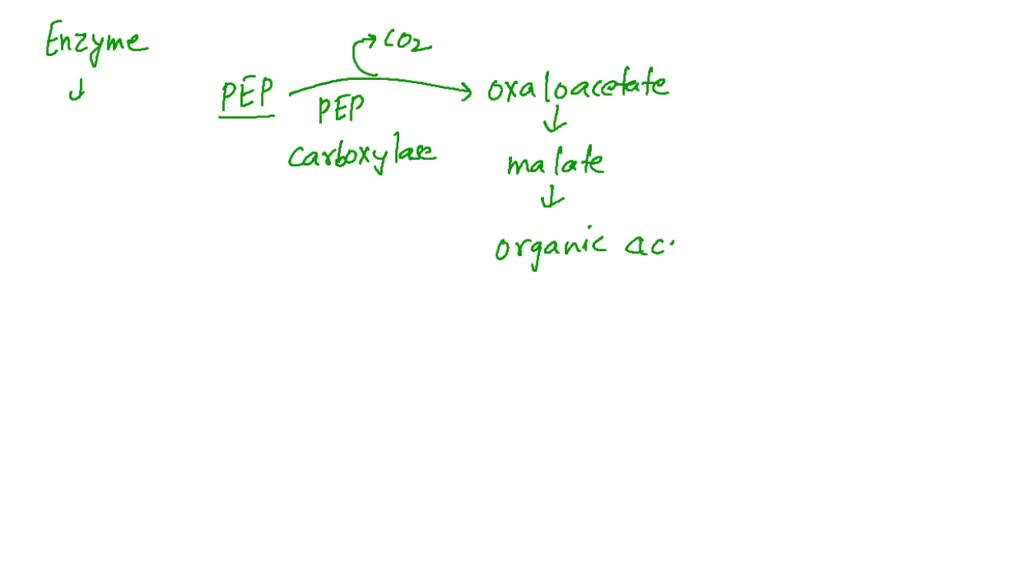 ⏩SOLVED:Diagram how the enzyme PEP carboxylase allows CAM plants to ...