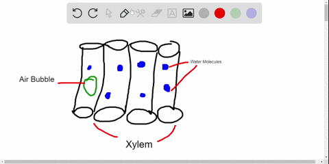 SOLVED:The formation of an air bubble in the xylem is called a ...