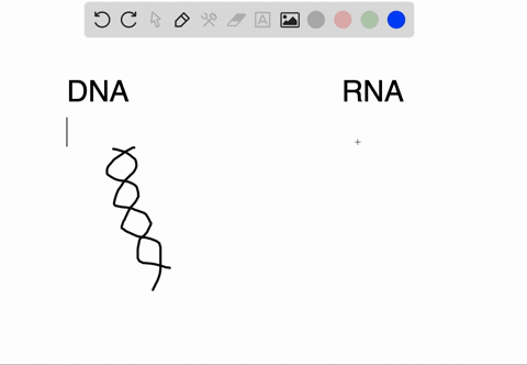 SOLVED:Describe the primary structures of RNA and DNA. Draw the ...