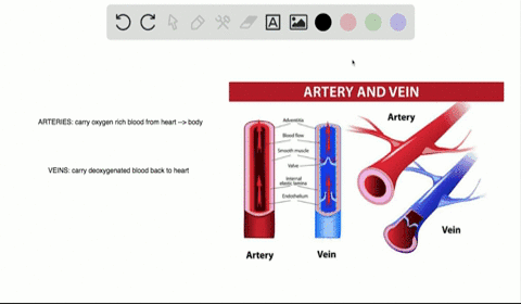 SOLVED:Describe veins, capillaries, and arteries, noting their ...