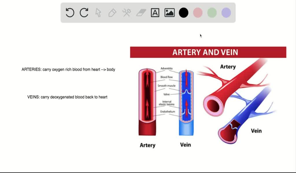 SOLVED:How do arteries differ from veins? a. Arteries have thicker smooth muscle layers to ...