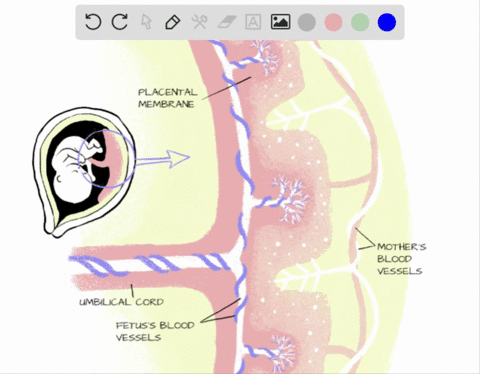 SOLVED:What is the placenta?