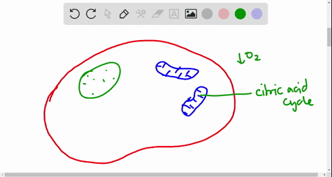 SOLVED:Which reaction of cellular respiration occurs in the cytoplasm ...