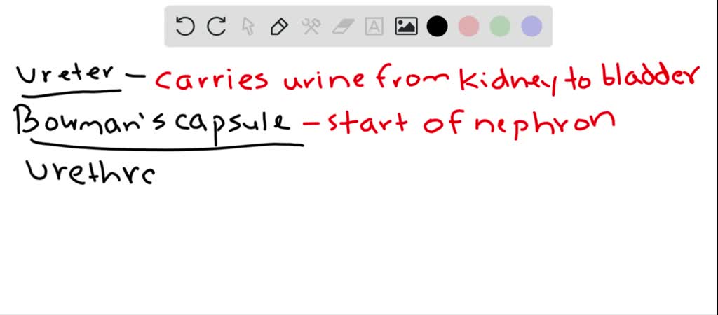 SOLVED: proses pembentukan urin yang berlangsung di nefron.. a. urin ...