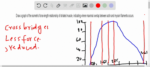 SOLVED:Sketch a myogram of a single muscular twitch, and identify the ...