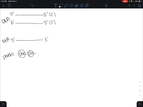 SOLVED:Using Figure 17.6, identify a 5^' →3^' sequence of nucleotides in the DNA template strand ...