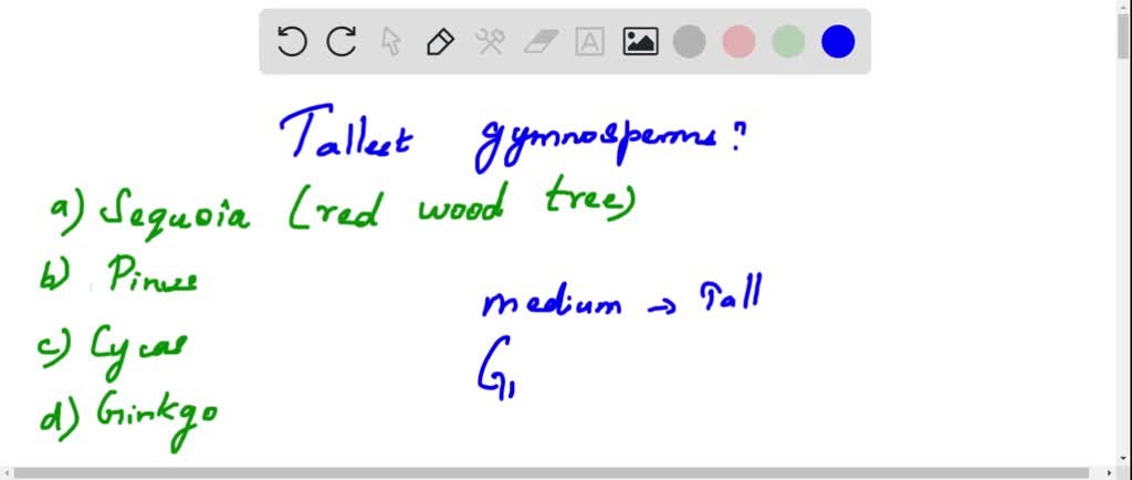 The tallest gymnosperms is (a) Sequoia (red wood tree) (b) Pinus (c ...