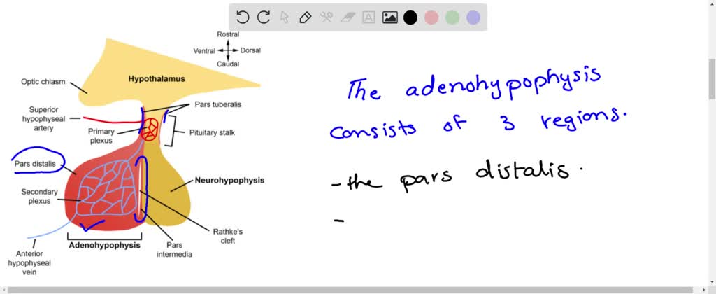 SOLVED:Adenohypophsyis consists of (a) Pars distalis (b) Pars ...