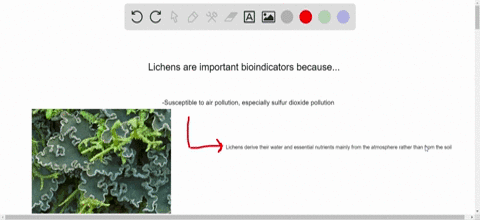 SOLVED:Why are lichens important bioindicators? A. They are susceptible ...