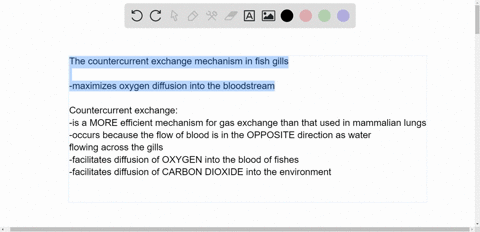 SOLVED:The countercurrent exchange mechanism in fish gills a. maximizes ...