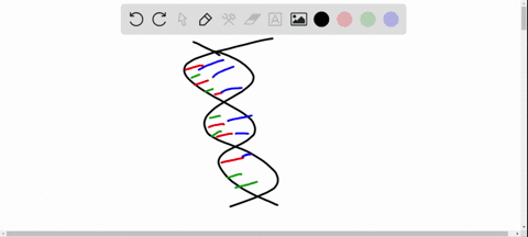 SOLVED:The double-helix model of DNA resembles a twisted ladder in ...