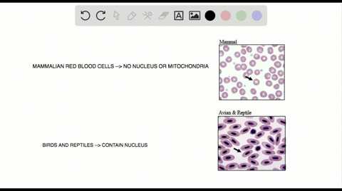 ⏩SOLVED:The red blood cells of birds differ from mammalian red blood ...