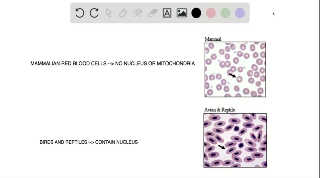 ⏩SOLVED:The red blood cells of birds differ from mammalian red blood ...