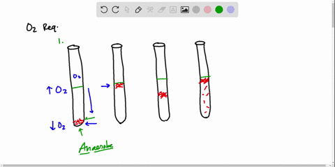 Four tubes are illustrated with cultures grown in a medium that slows ...