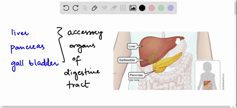 SOLVED:Why are the pancreas, liver, and gallbladder considered ...