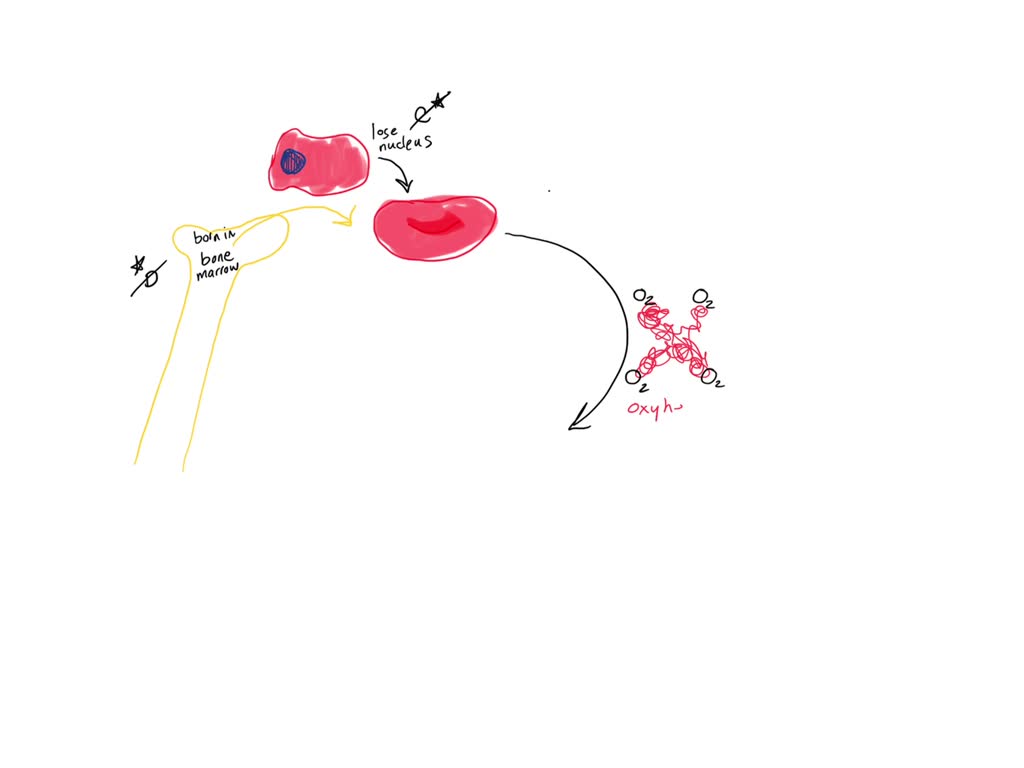 SOLVED:How long do red blood cells live? Where are they broken down ...