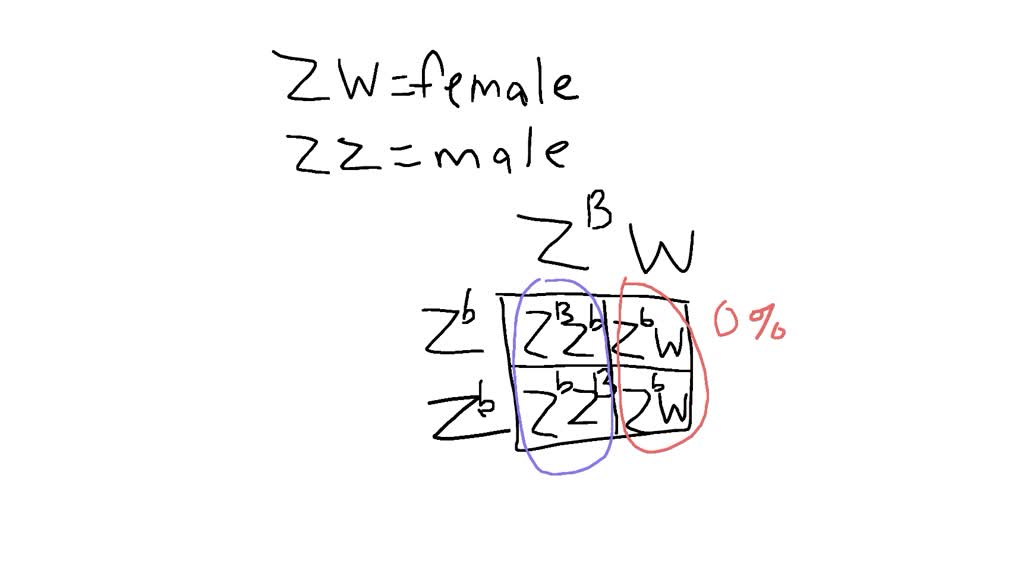SOLVED:Barred feather pattern is a Z -linked dominant trait in chickens. What offspring would ...