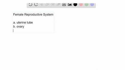 SOLVED:Identify the main structures of the female reproductive system ...