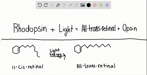 SOLVED:What are some important characteristics of chemiluminescence ...