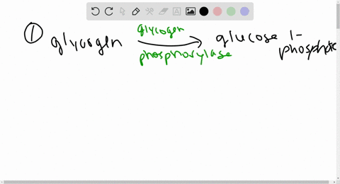 SOLVED:Outline the signal transduction cascade for glycogen degradation ...