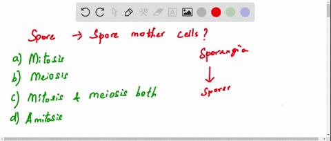 SOLVED:The production of spores by the spore mother cells is the result ...