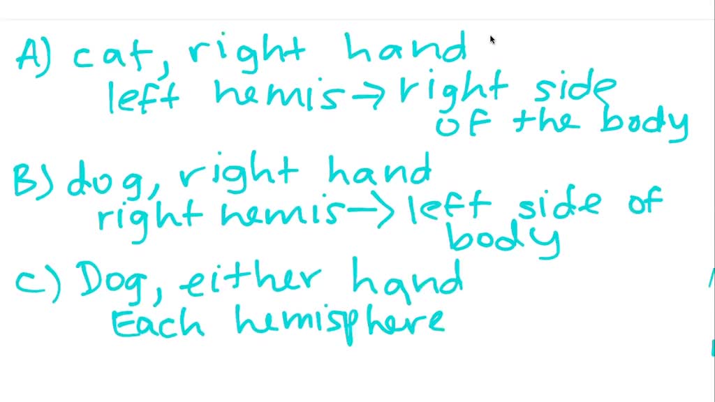 Are Cats And Dogs Right Or Left Handed Too