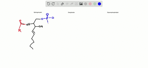 SOLVED:A common structural feature of membrane lipids is their ...