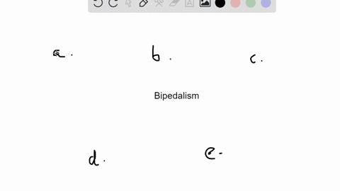 SOLVED:Lucy is a member of what species? a. Homo erectus b ...