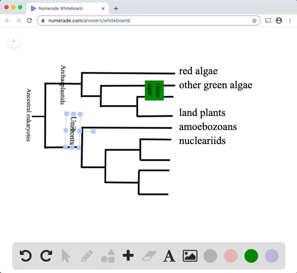 SOLVED:Fill in the blanks on the phylogenetic tree to show current ...