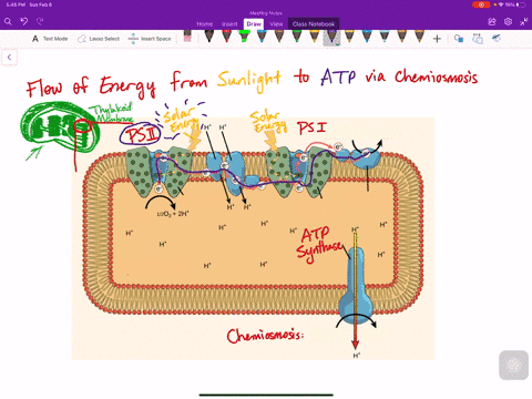 SOLVED:Trace the flow of energy in chloroplasts from sunlight to ATP ...