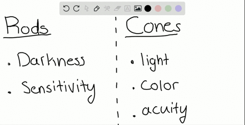 SOLVED:What are the roles of rods and cones in the sense of sight?