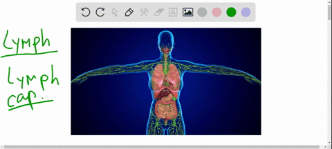 SOLVED:Describe what lymph is, and draw a flowchart that illustrates ...