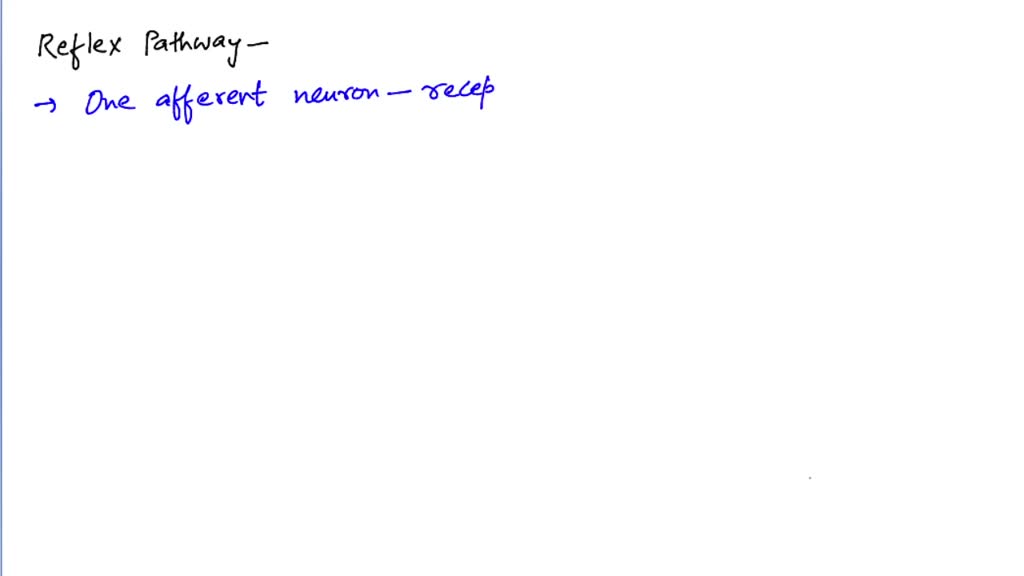 SOLVED:A two-neuron or monosynaptic reflex arc consists of one sensory ...