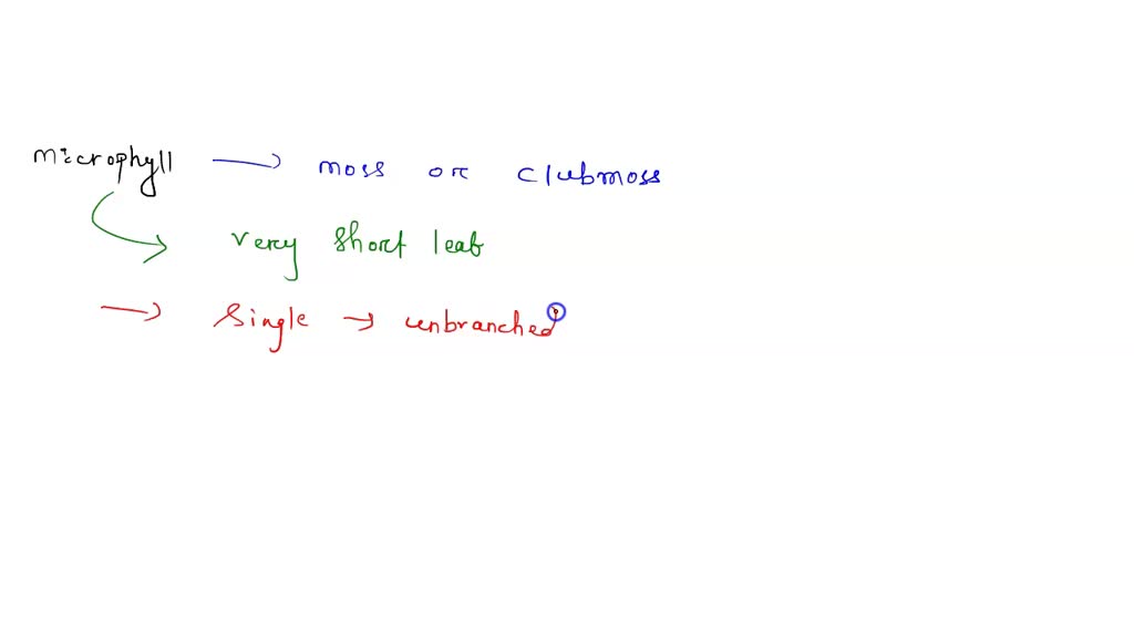 SOLVED:Microphylls (a) probably evolved from stem branches that ...