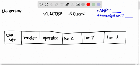 ⏩SOLVED:In regulation of the lac operon, when lactose is present and ...