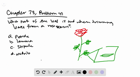 Plant Form and Physiology | Biology for AP Course…